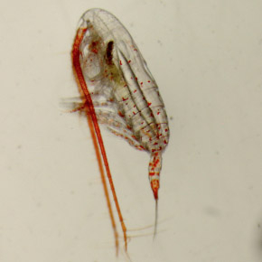 Un petit rouge qui vous veut du bien | Délégation Paris-Centre